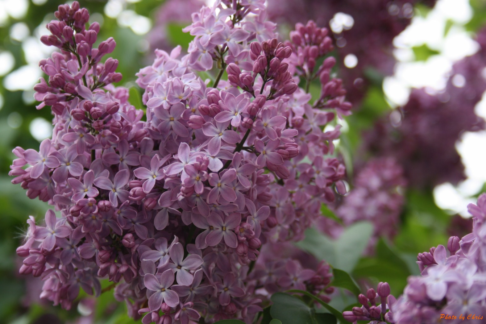 LA GALERIE: Lilas simple et double de couleur violette.